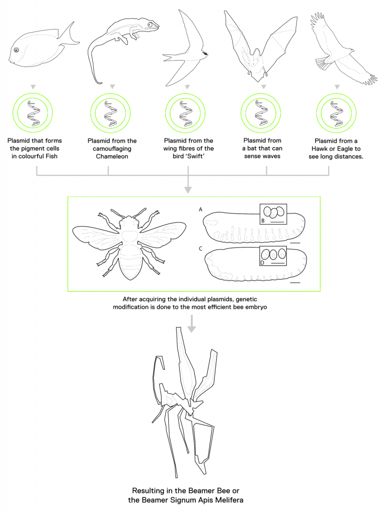 bee_graph-copy - Superflux
