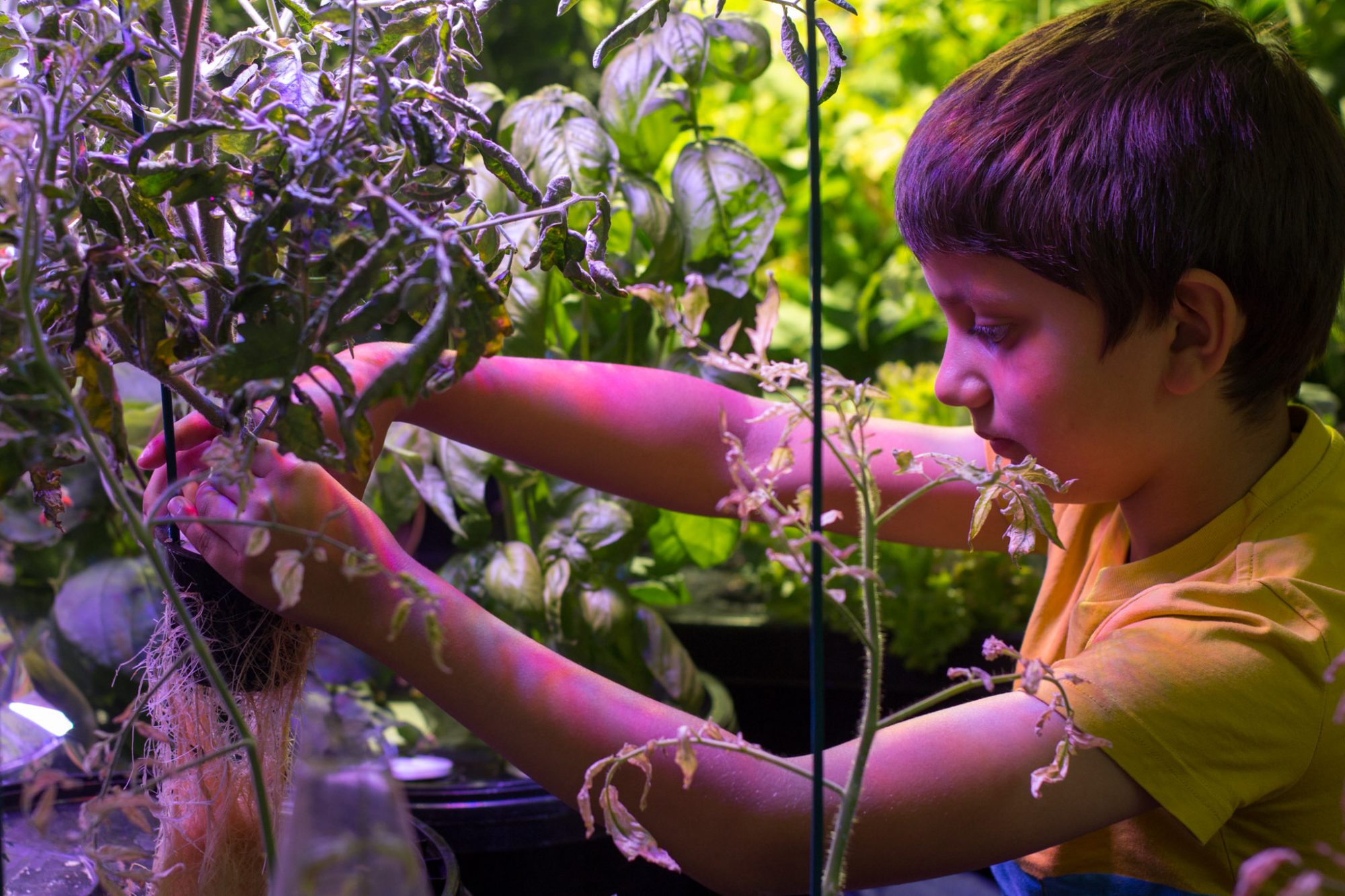 Experiments in Indoor Farming - Superflux