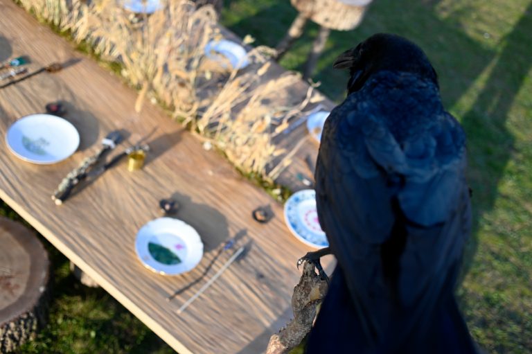 Refuge for Resurgence - Superflux